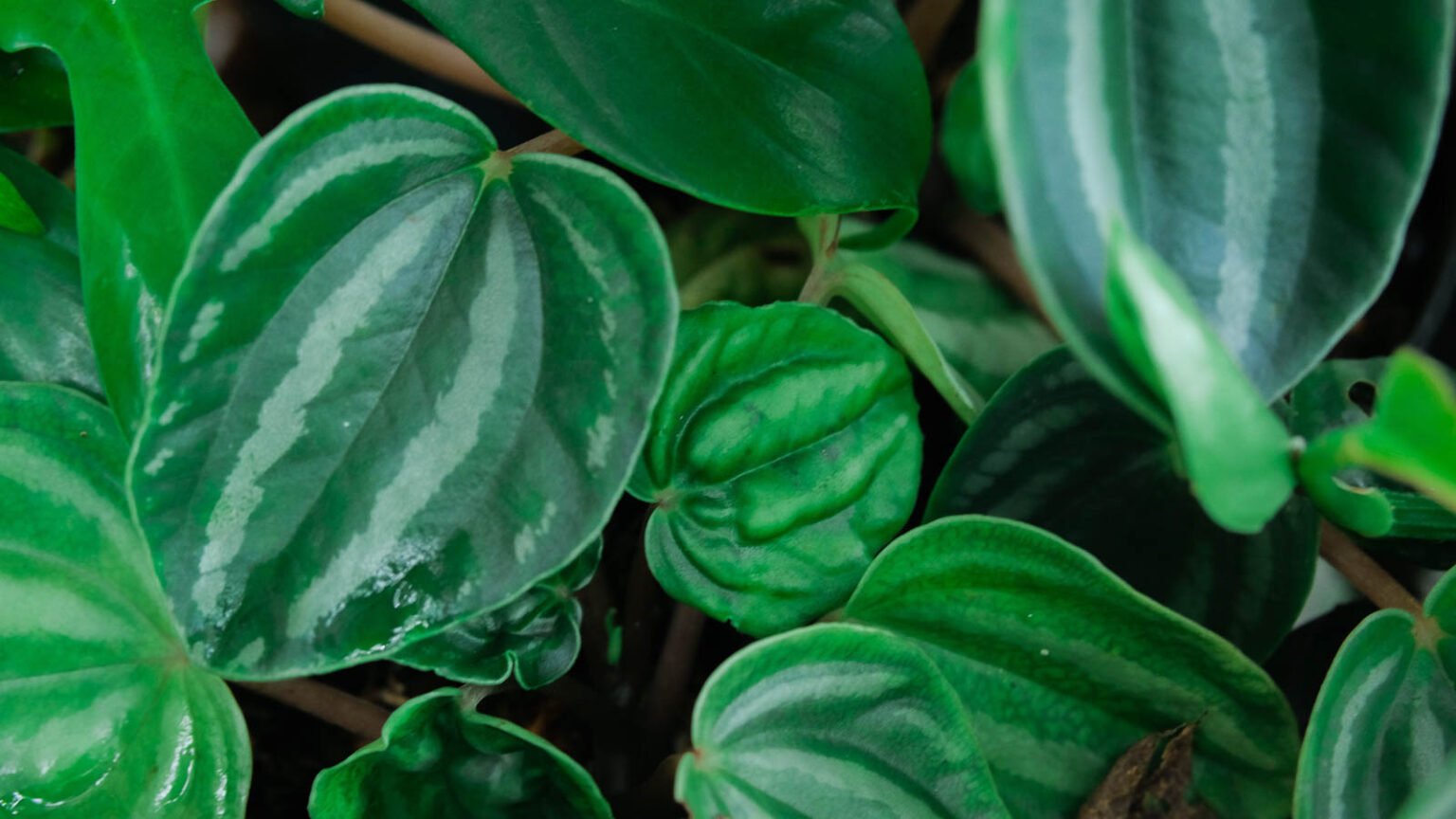 How to Plant, Grow, and Care for Peperomia