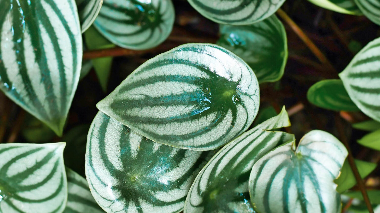 How to Plant, Grow, and Care for Peperomia
