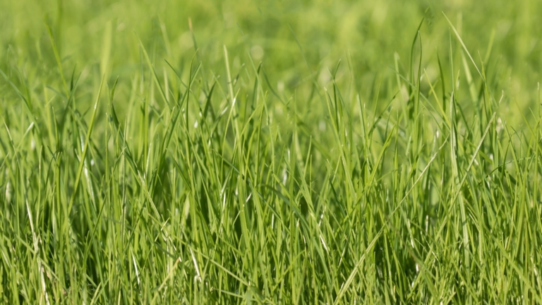 Rye Cover Crop: Winter Ground Covers