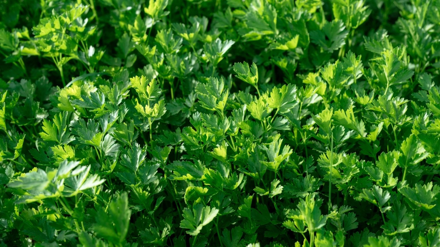 How to Plant, Grow, and Care for Parsley