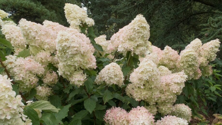 11 Unique Hydrangea Varieties to Plant this Fall