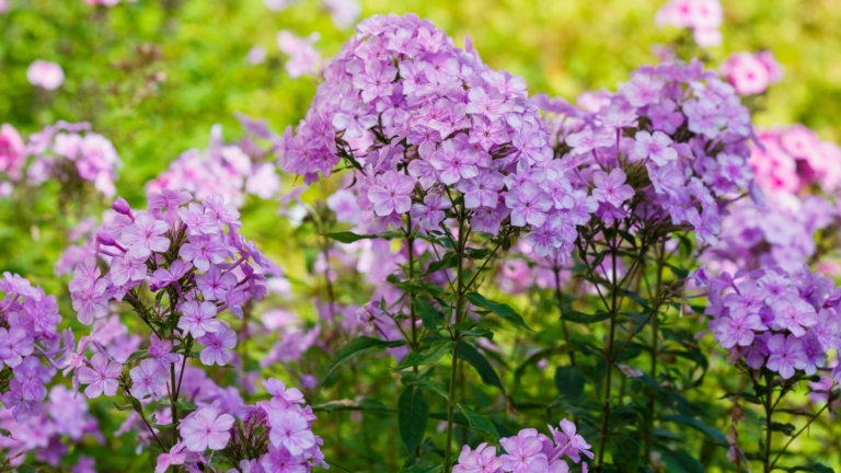 13 Plants You Should Prune in the Fall, and 13 You Should Leave For Spring