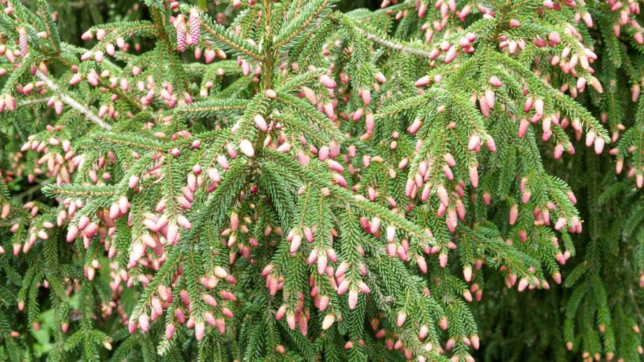 19 Evergreen Trees and Shrubs That Thrive in the Shade