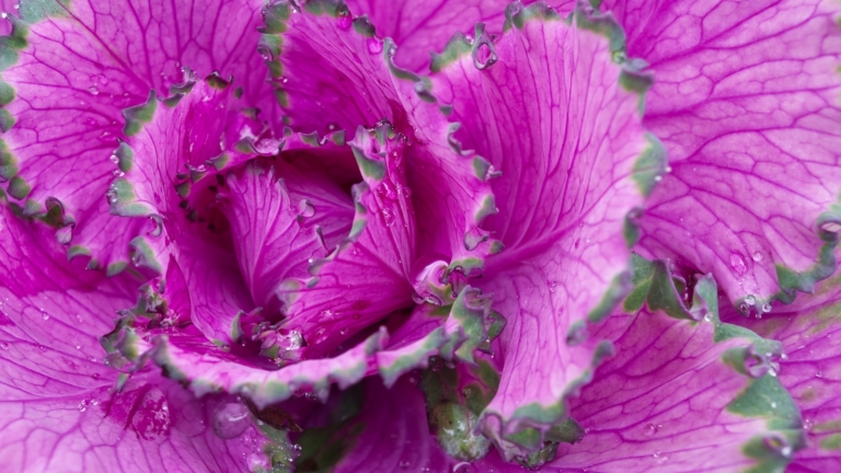 11 Varieties of Ornamental Cabbage for Your Fall Garden