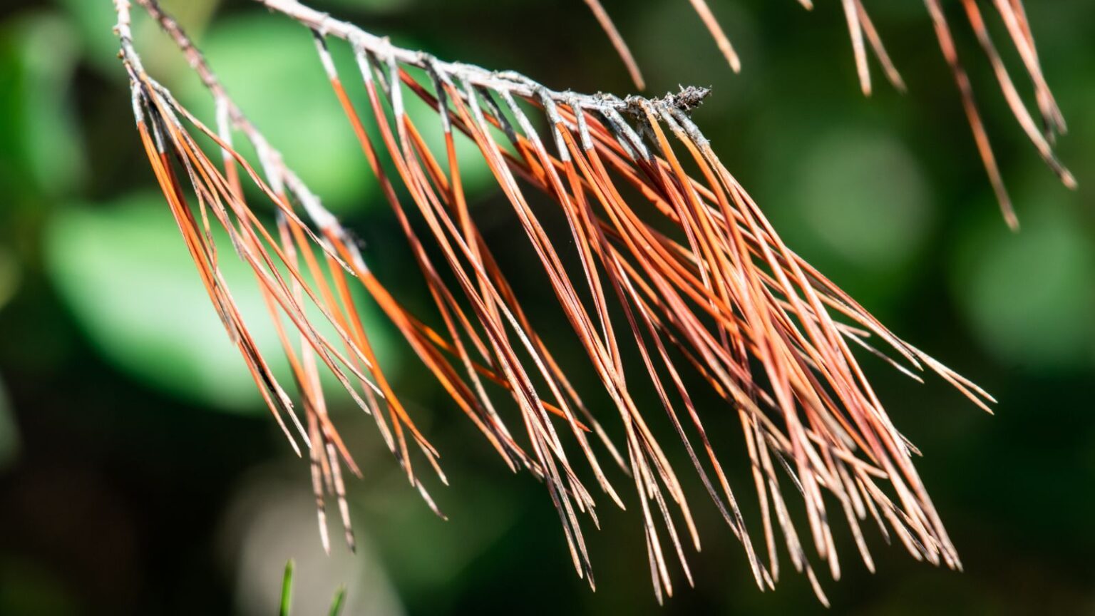 Brown Spots On Leaves: Causes and Solutions