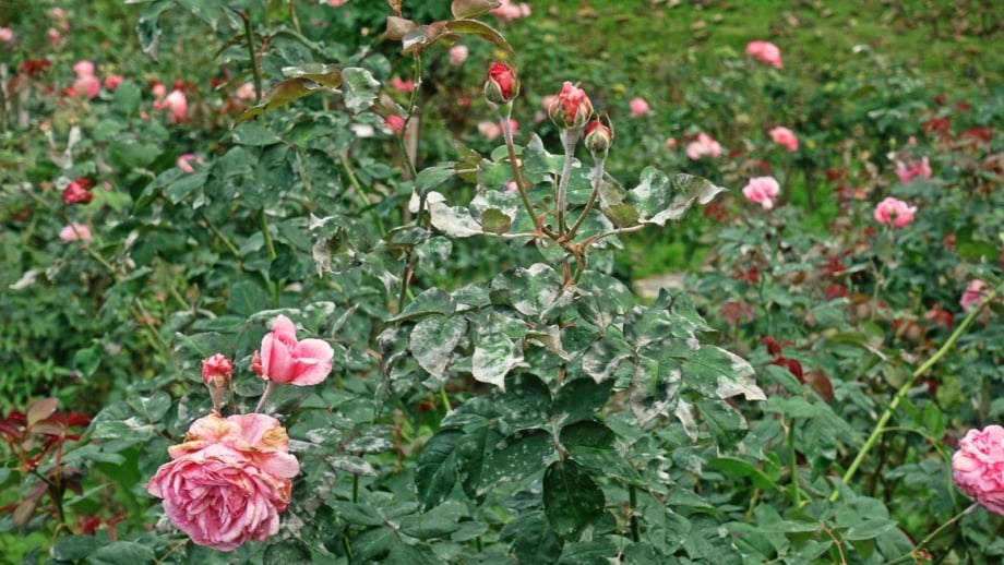10 Pro Tips For Treating Powdery Mildew on Roses
