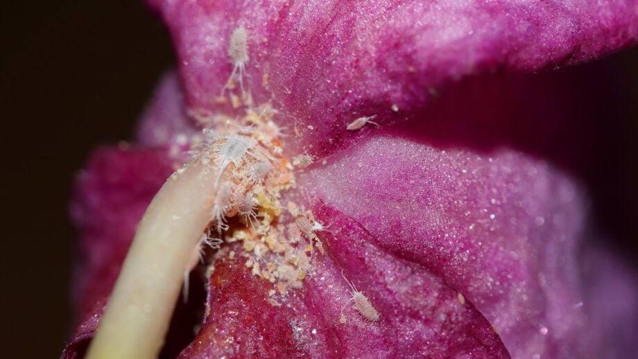 How to Remove and Prevent Mealybugs