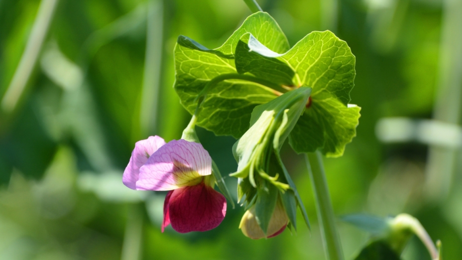 How to Plant, Grow, and Care for Snow Peas