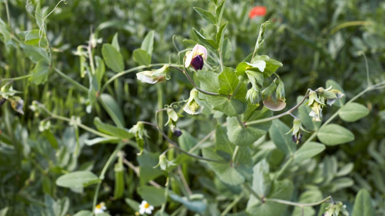 13 Cover Crops You Should Plant in September