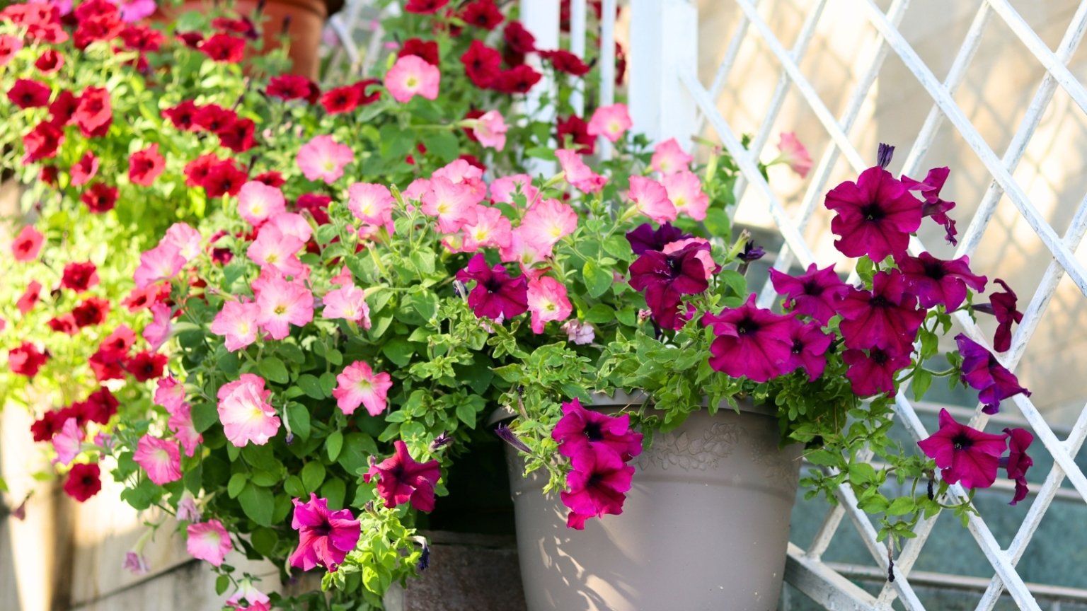 23 Best Plants For Beautiful Window Boxes