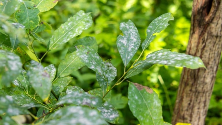 How to Plant, Grow, and Care for Dame’s Rocket