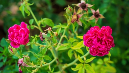 15 Easy Roses That Shine in The Fall