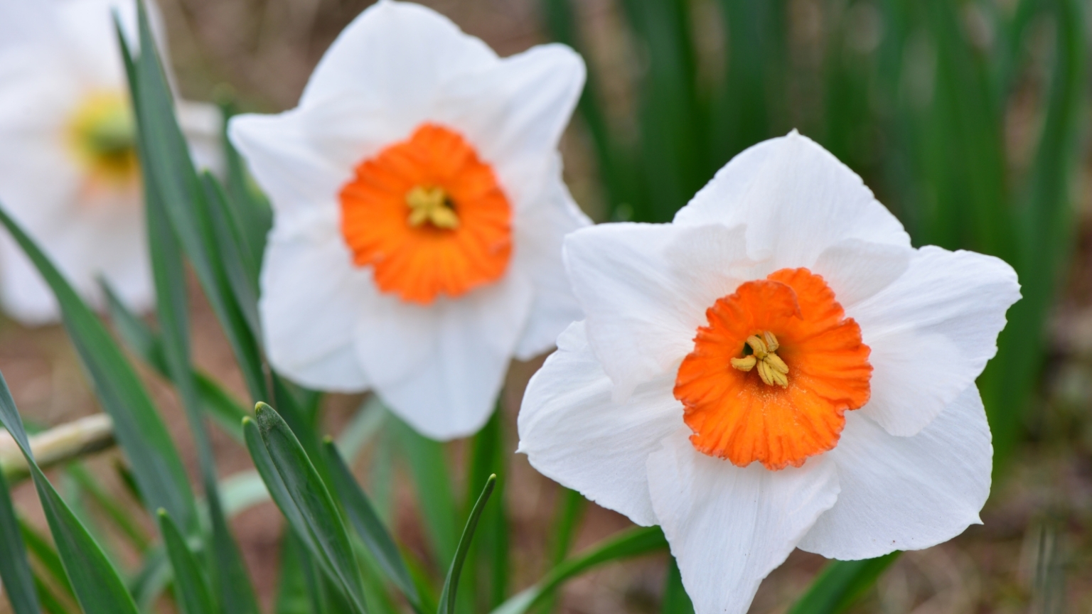 19 Daffodil Varieties to Plant This Fall