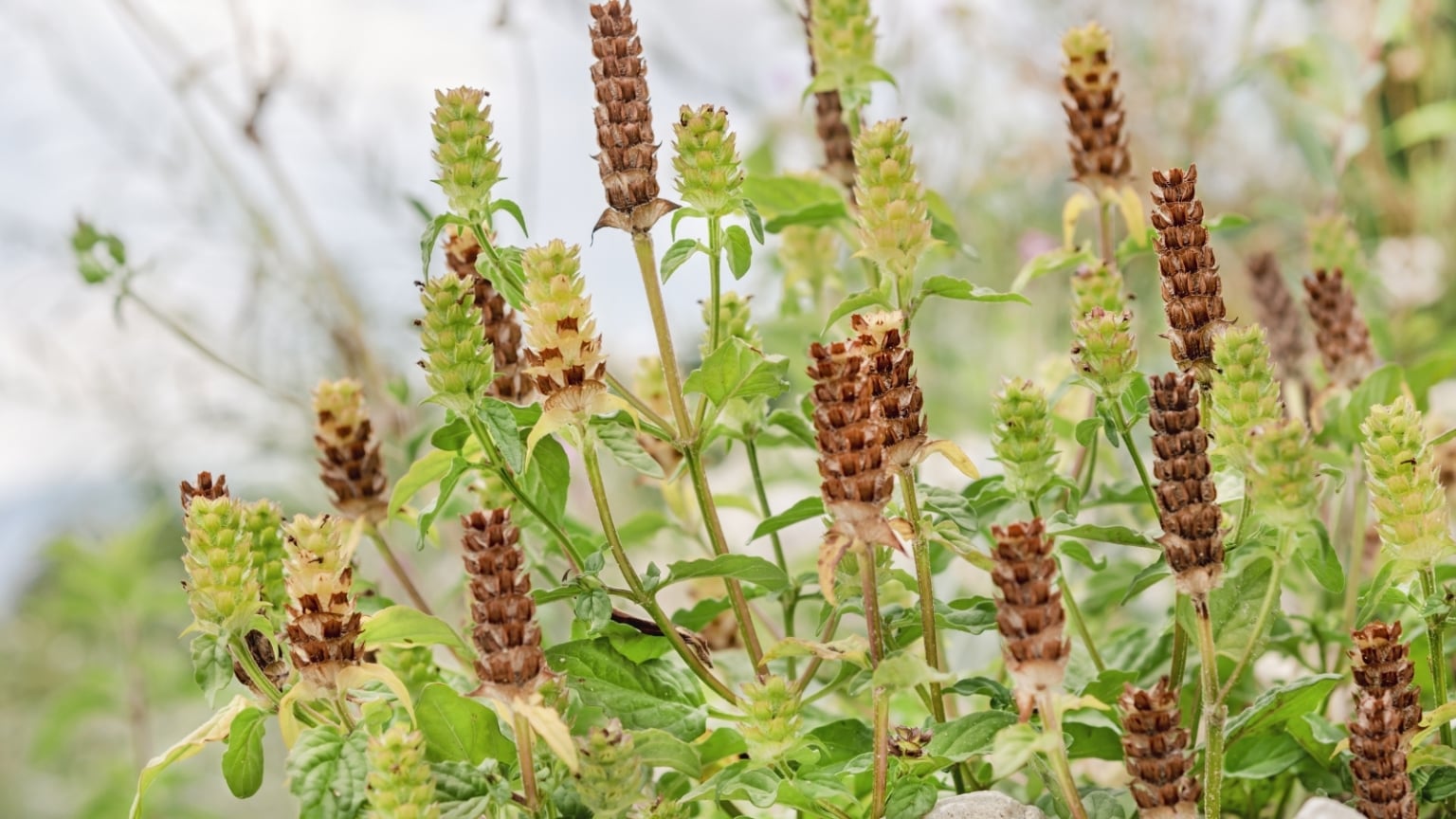 How to Plant, Grow, and Care for Self-Heal