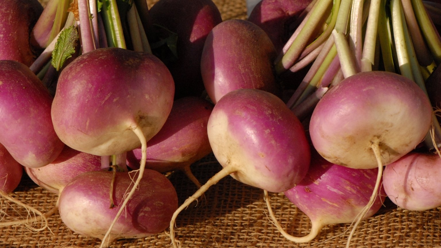 21 Delicious Turnip Varieties for the Fall Garden