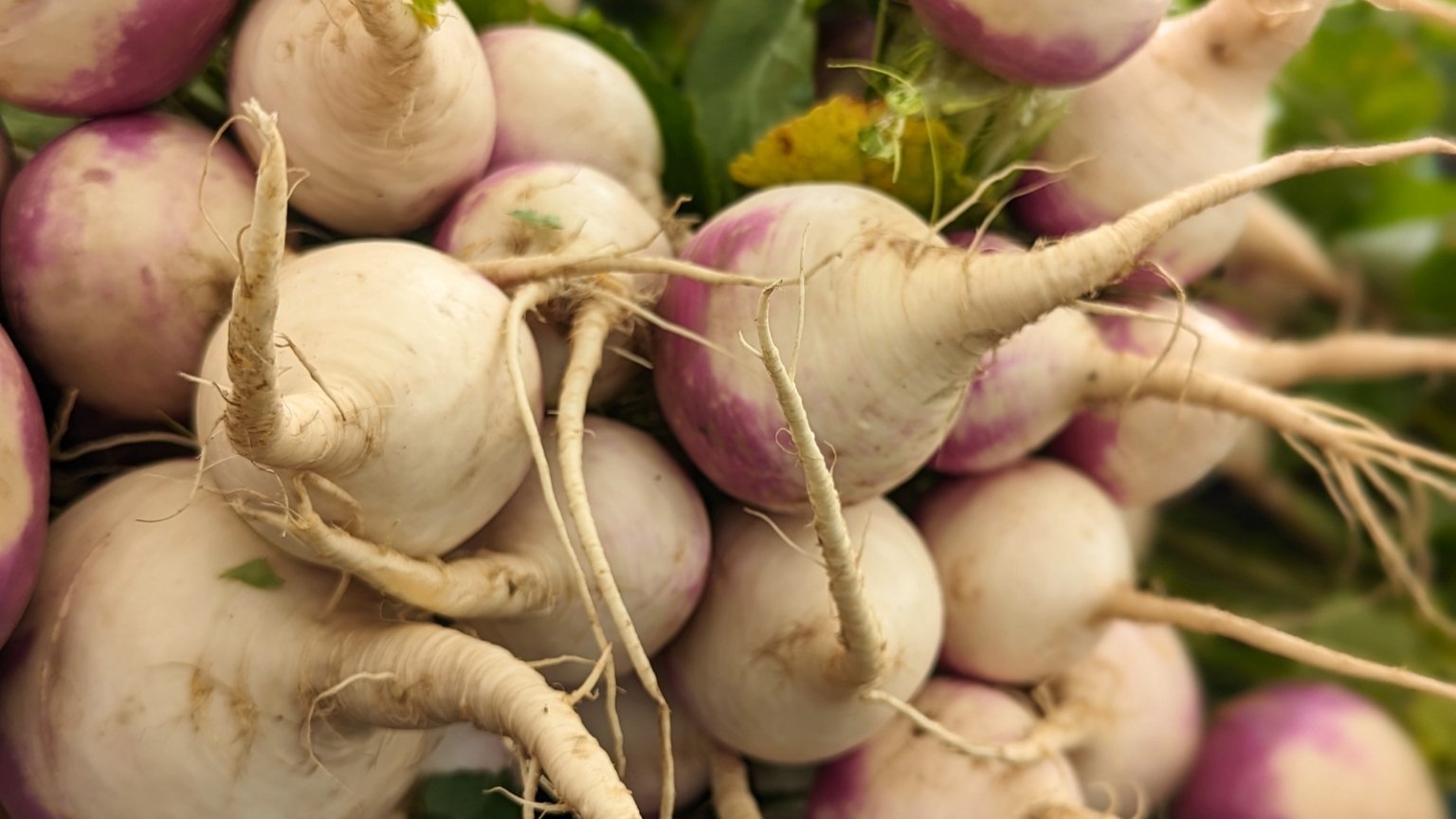 21 Delicious Turnip Varieties for the Fall Garden