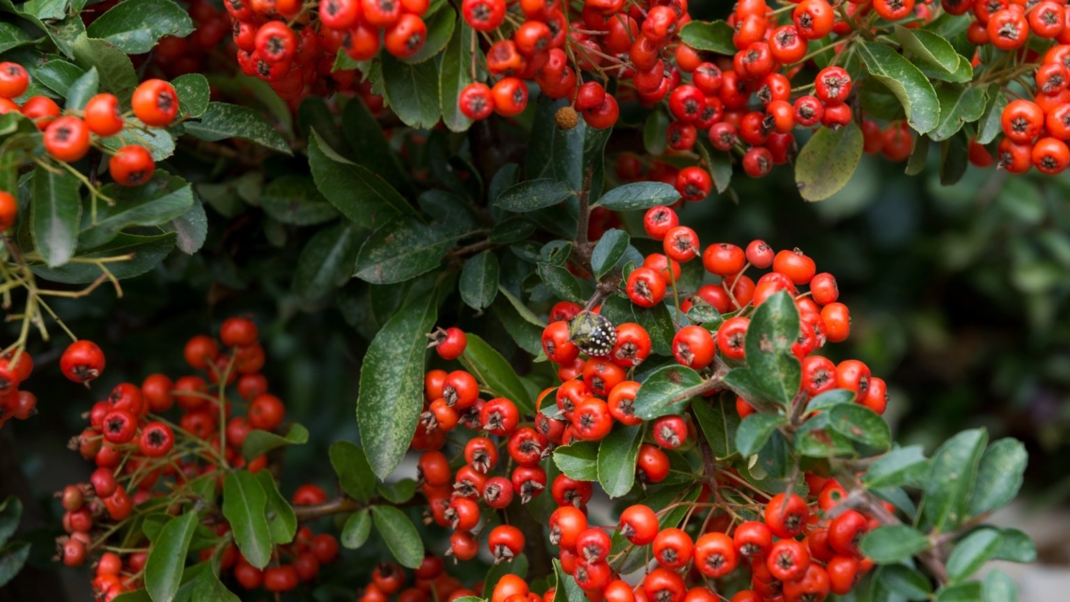 21 Ornamental Plants with Fall Berries