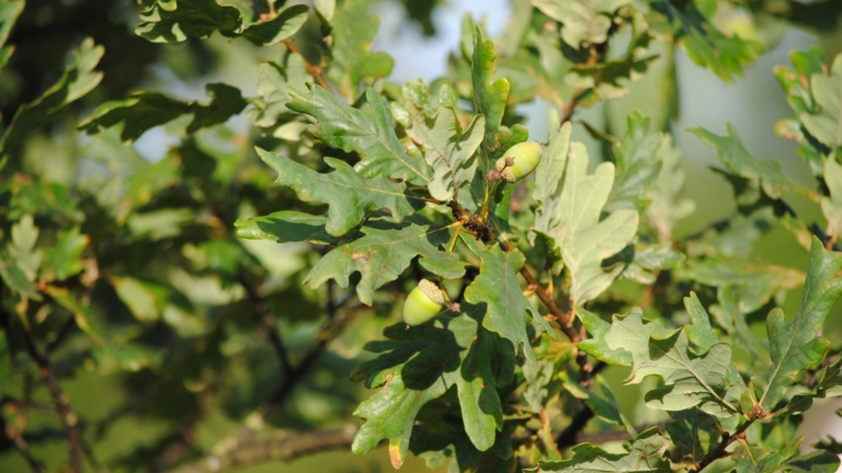 11 Trees and Shrubs You Should Prune in March