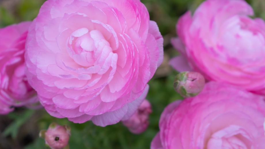 11 Flowers to Plant in Fall for Warm Climate Gardeners