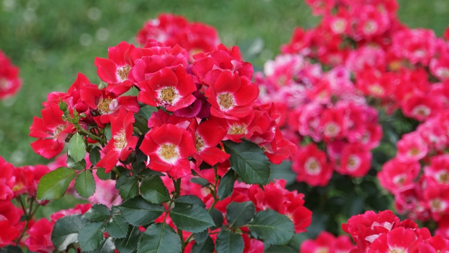 17 Best Shrub Roses to Plant in September