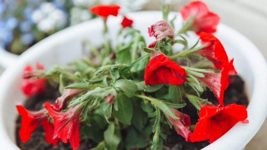 9 Ways to Save Wilting Petunias