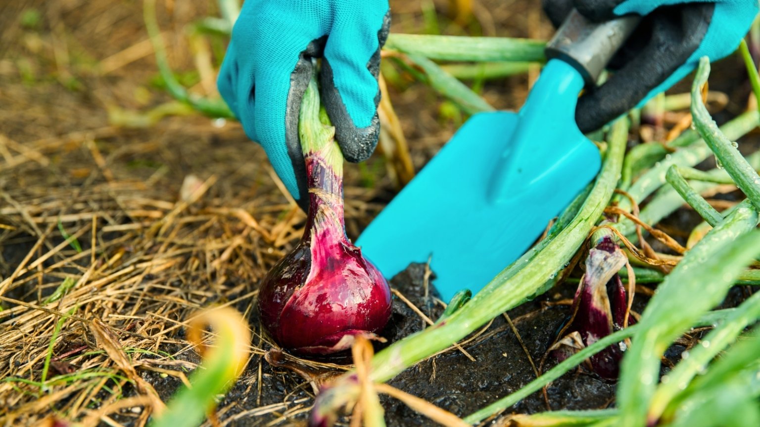 How to Plant, Grow, and Care for Red Onions