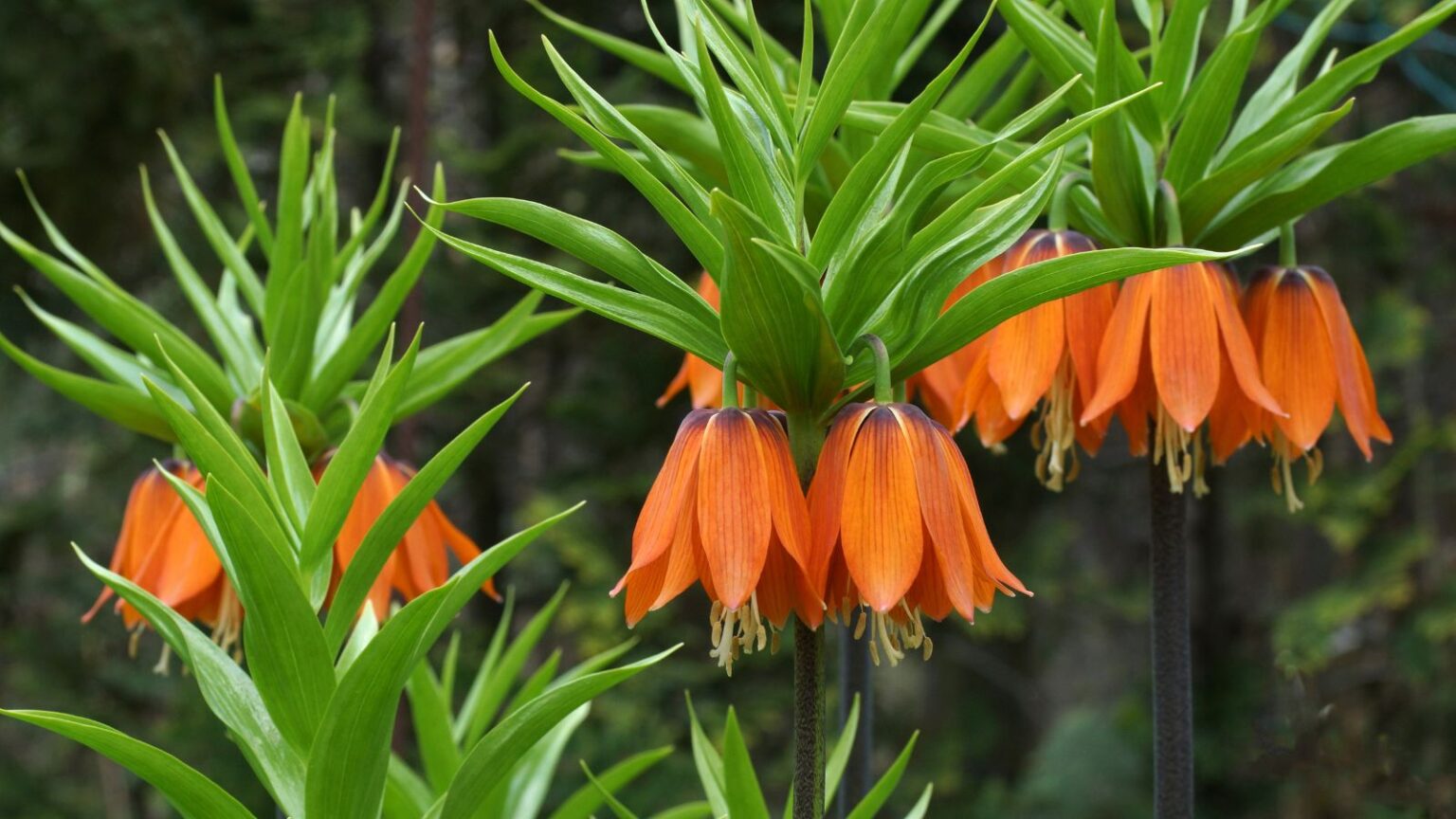 How to Plant, Grow, and Care for Fritillaria Flowers