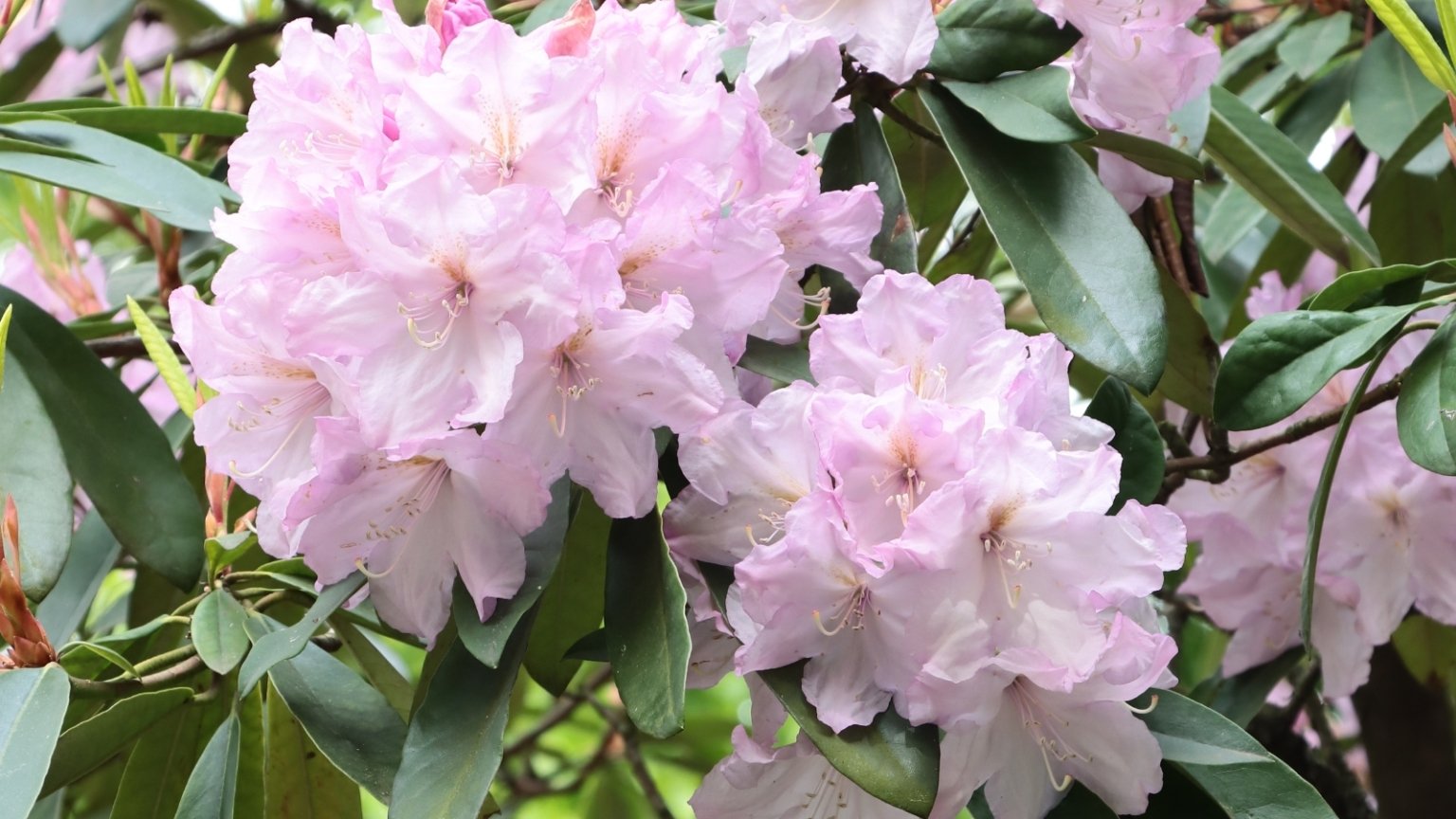 15 Native Evergreen Shrubs to Boost Your Landscape's Year-Round Appeal