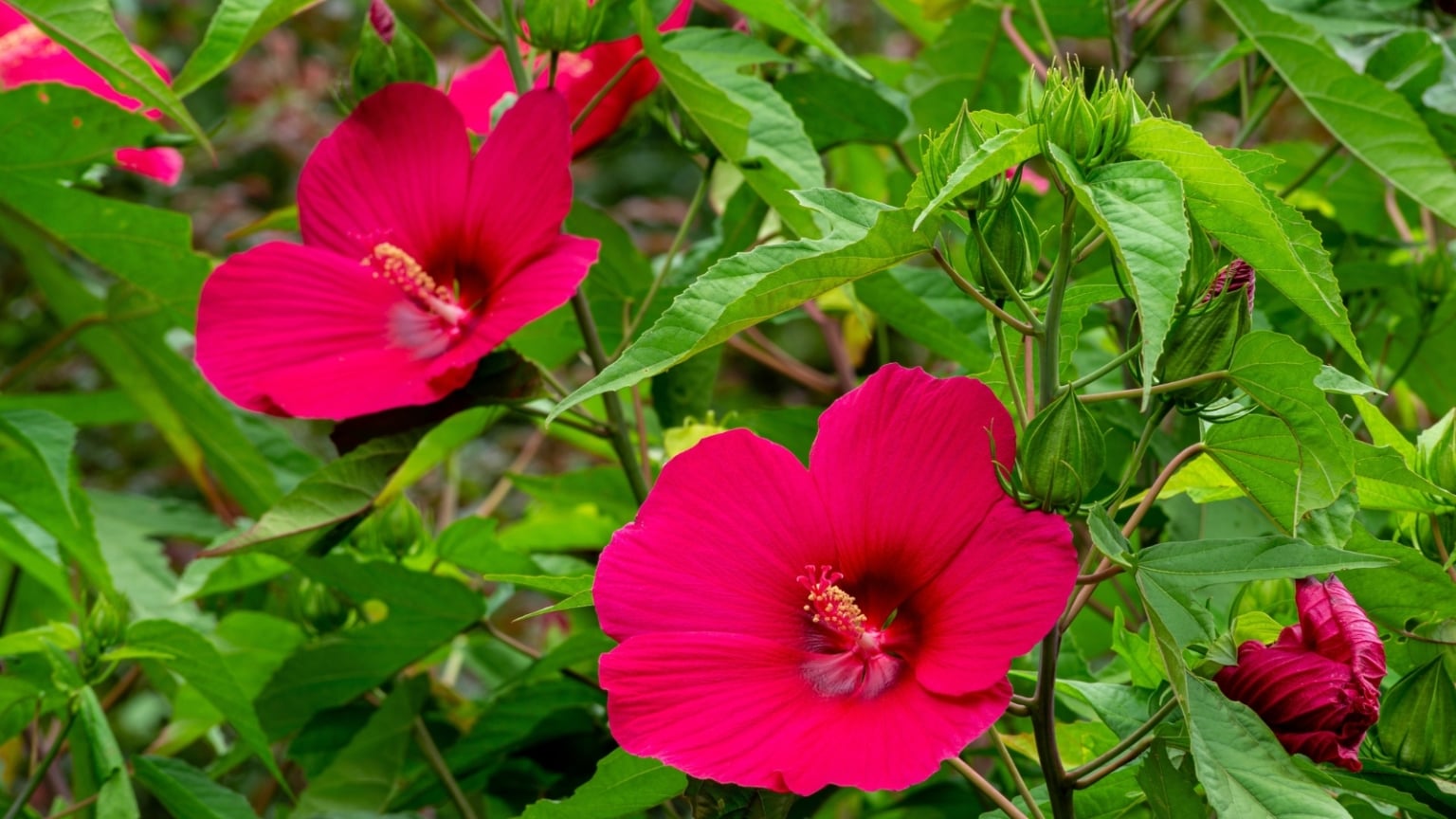 What Kind of Hibiscus Comes Back Every Year?