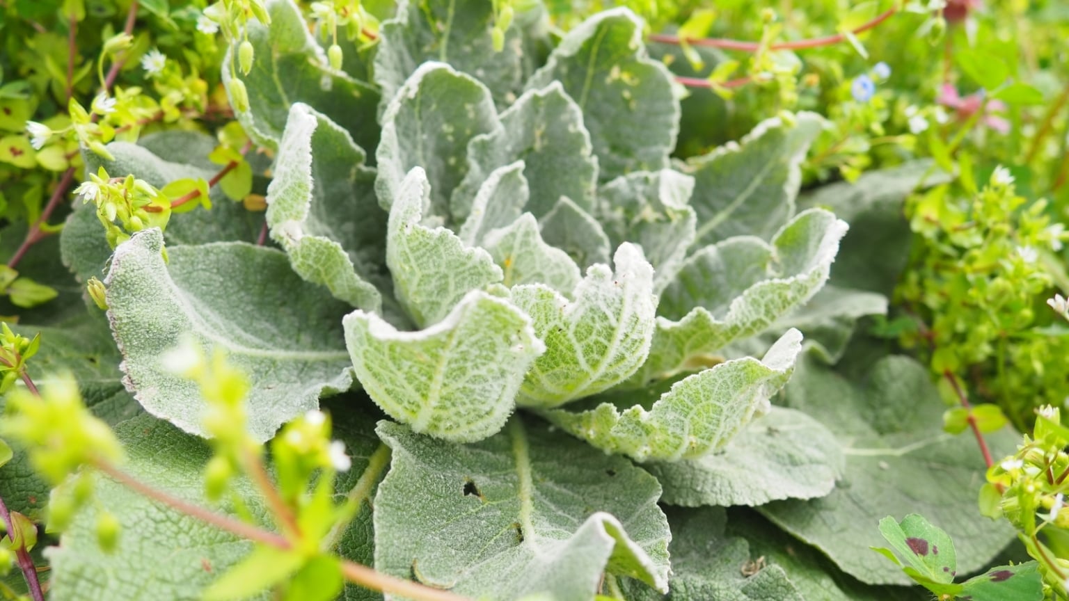 13 Plants You Should Prune in the Fall, and 13 You Should Leave For Spring