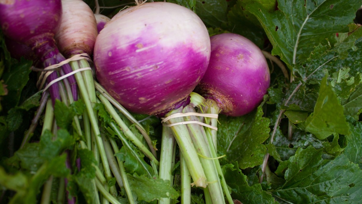 21 Delicious Turnip Varieties for the Fall Garden