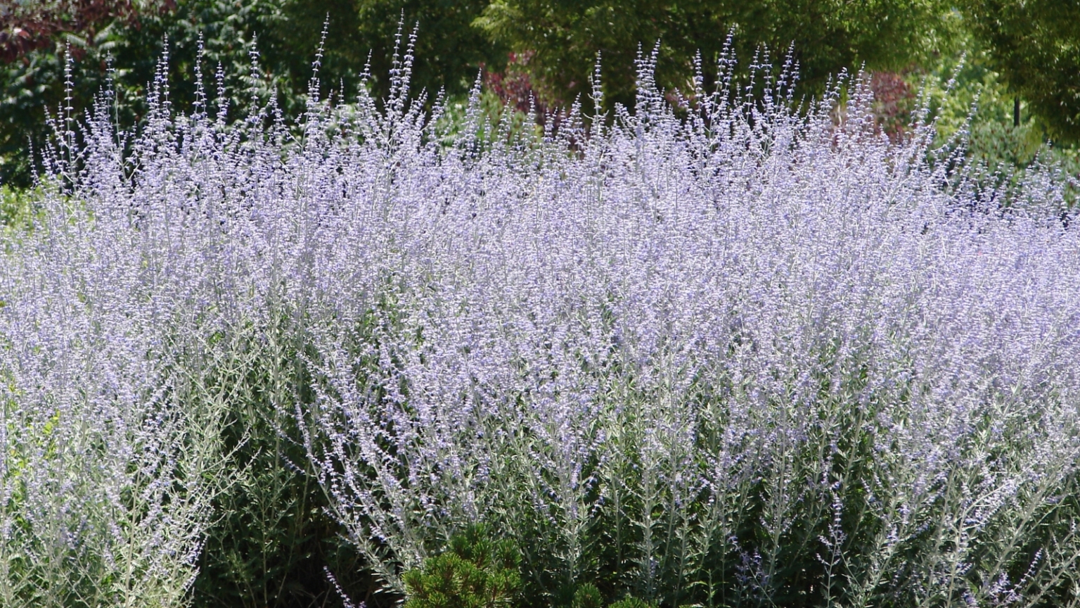 19 Best Shrubs to Plant in September