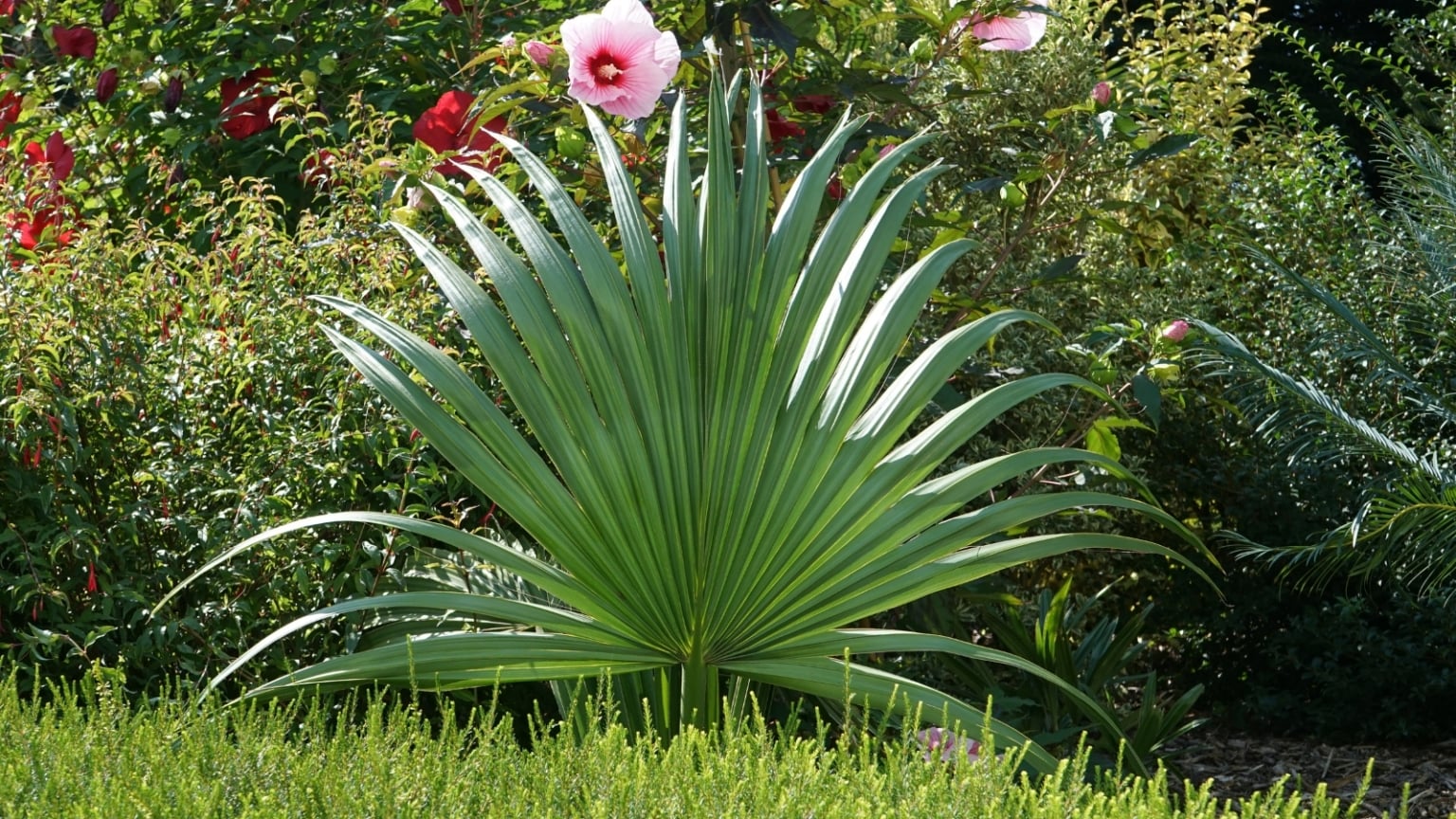 15 Native Evergreen Shrubs to Boost Your Landscape's Year-Round Appeal