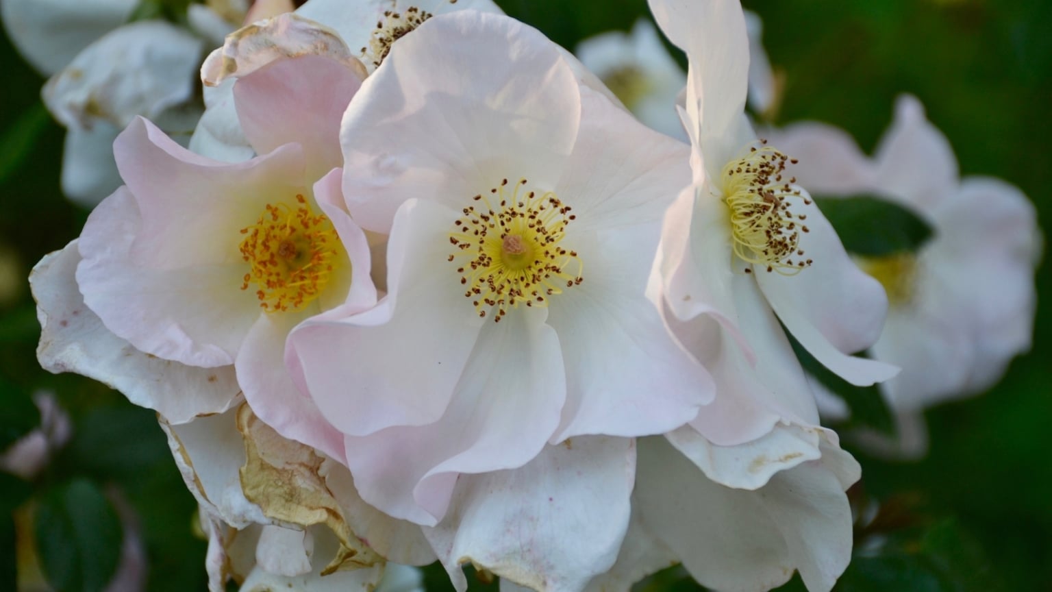 15 Most Popular Roses of All Time