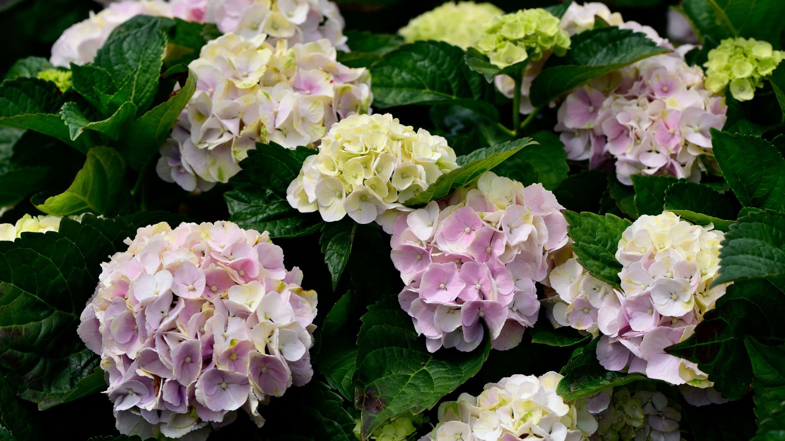 11 Unique Hydrangea Varieties to Plant this Fall