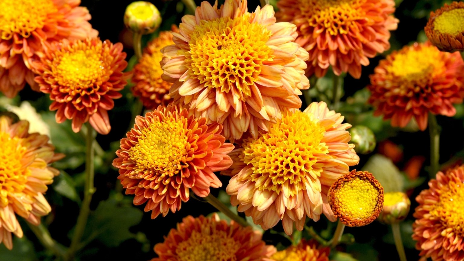 23 Heirloom Chrysanthemum Varieties for the Fall Garden