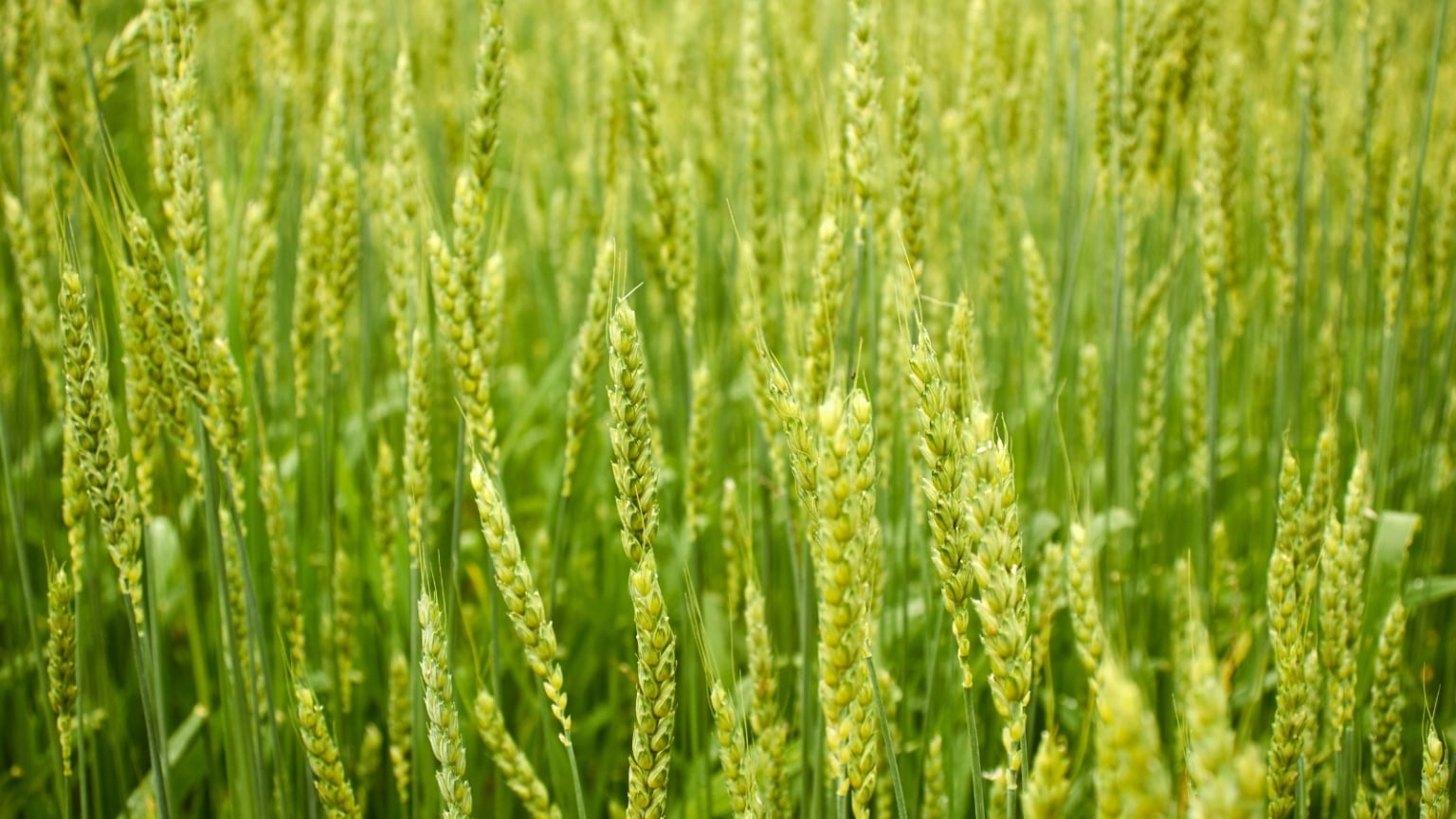13 Cover Crops You Should Plant in September