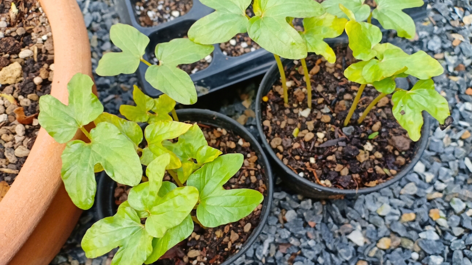 How to Plant, Grow, and Care for Morning Glory Vines