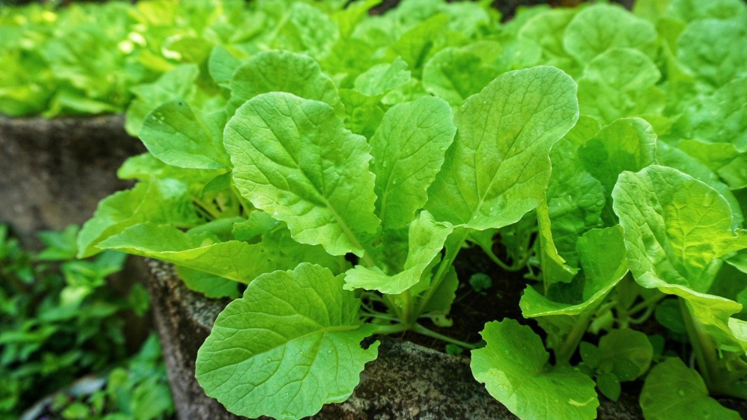 21 Delicious Turnip Varieties for the Fall Garden