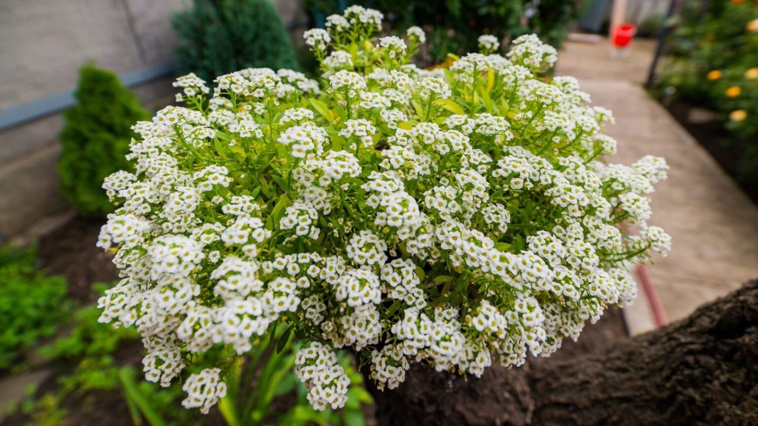 How to Plant, Grow, and Care for 'Tiny Tim' Sweet Alyssum