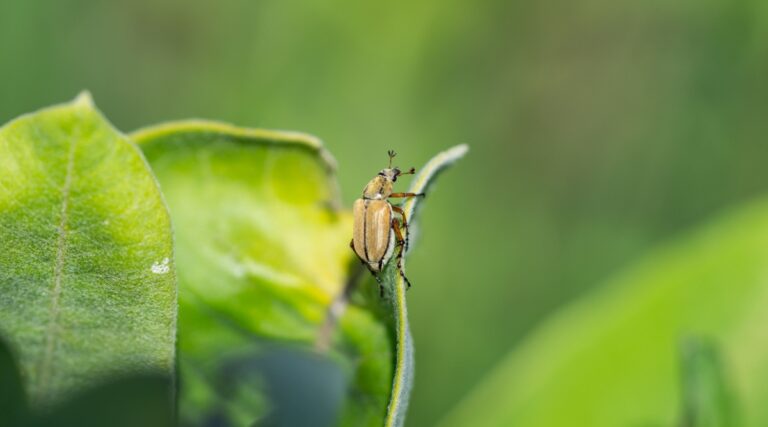 Rose Chafer Beetles: Identification and Management