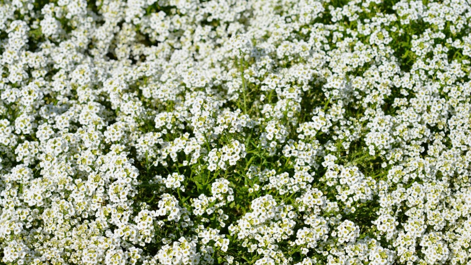 How to Plant, Grow, and Care for 'Tiny Tim' Sweet Alyssum
