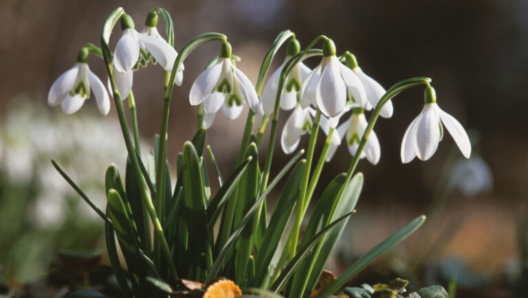 When and How to Plant Snowdrops Bulbs for Early Blooms