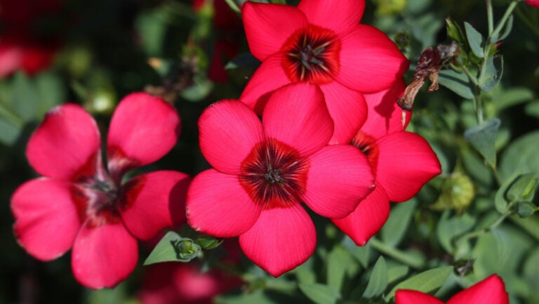 17 Perennial Seeds to Sow in September