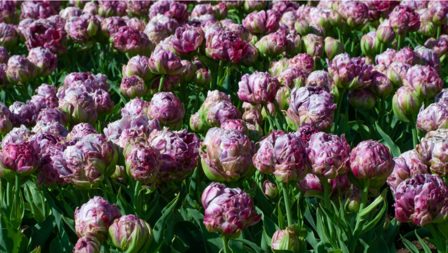 How to Plant, Grow, and Care For Peony Tulips