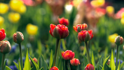 How to Plant, Grow, and Care For Peony Tulips