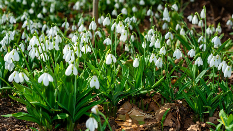 When and How to Plant Snowdrops Bulbs for Early Blooms