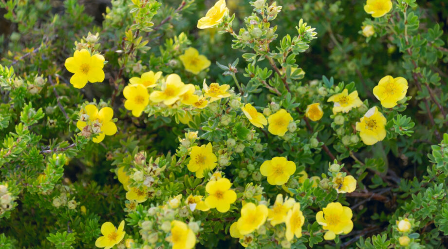 19 Best Shrubs to Plant in September