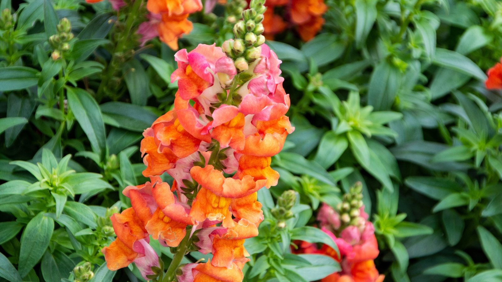 How to Cold Stratify Snapdragon Seeds - Epic Gardening