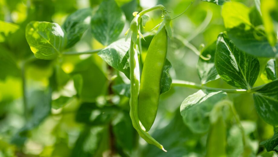 How to Plant, Grow, and Care for Snow Peas